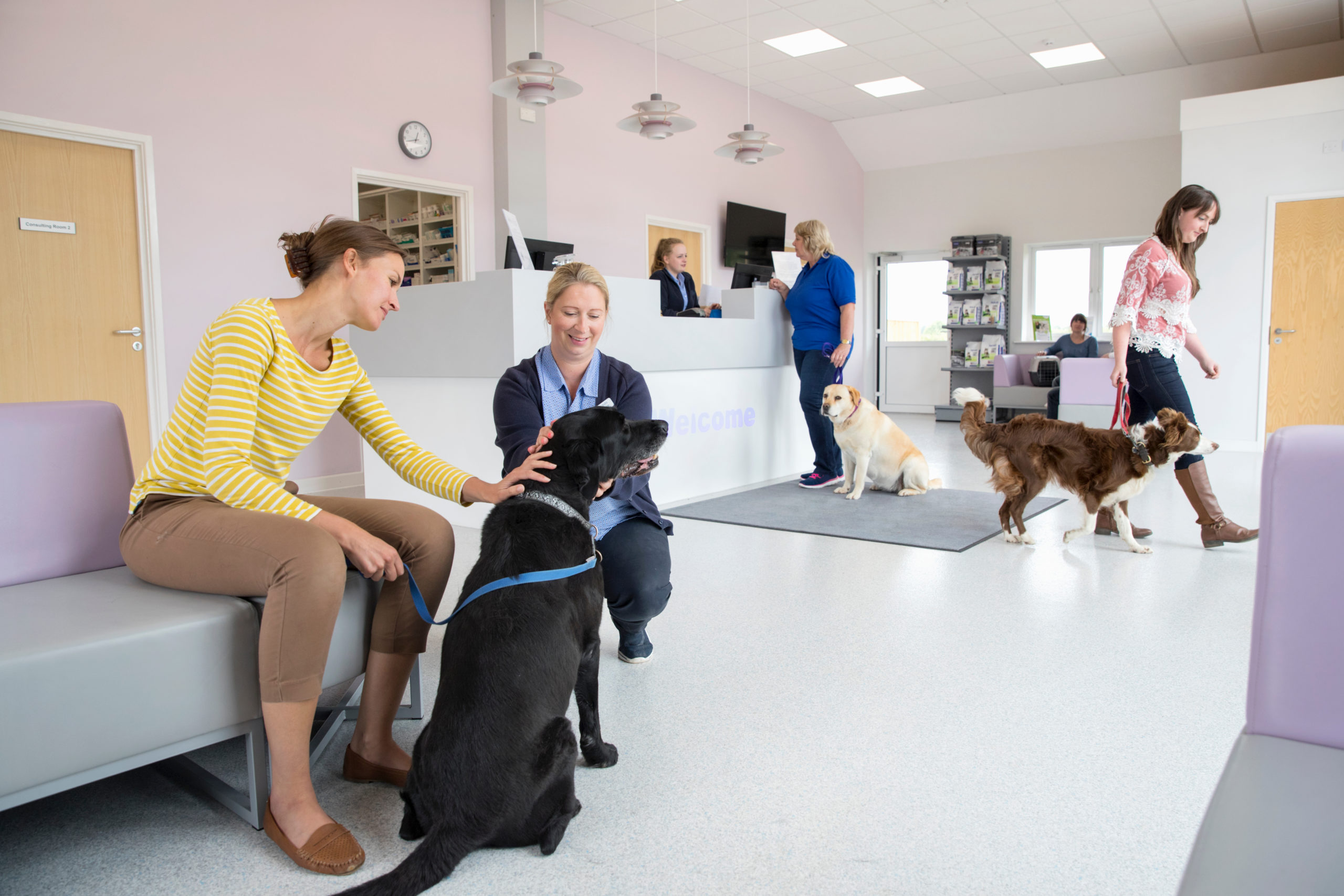 How Veterinary Practice Management Improves Clinic Workflow | ER Express