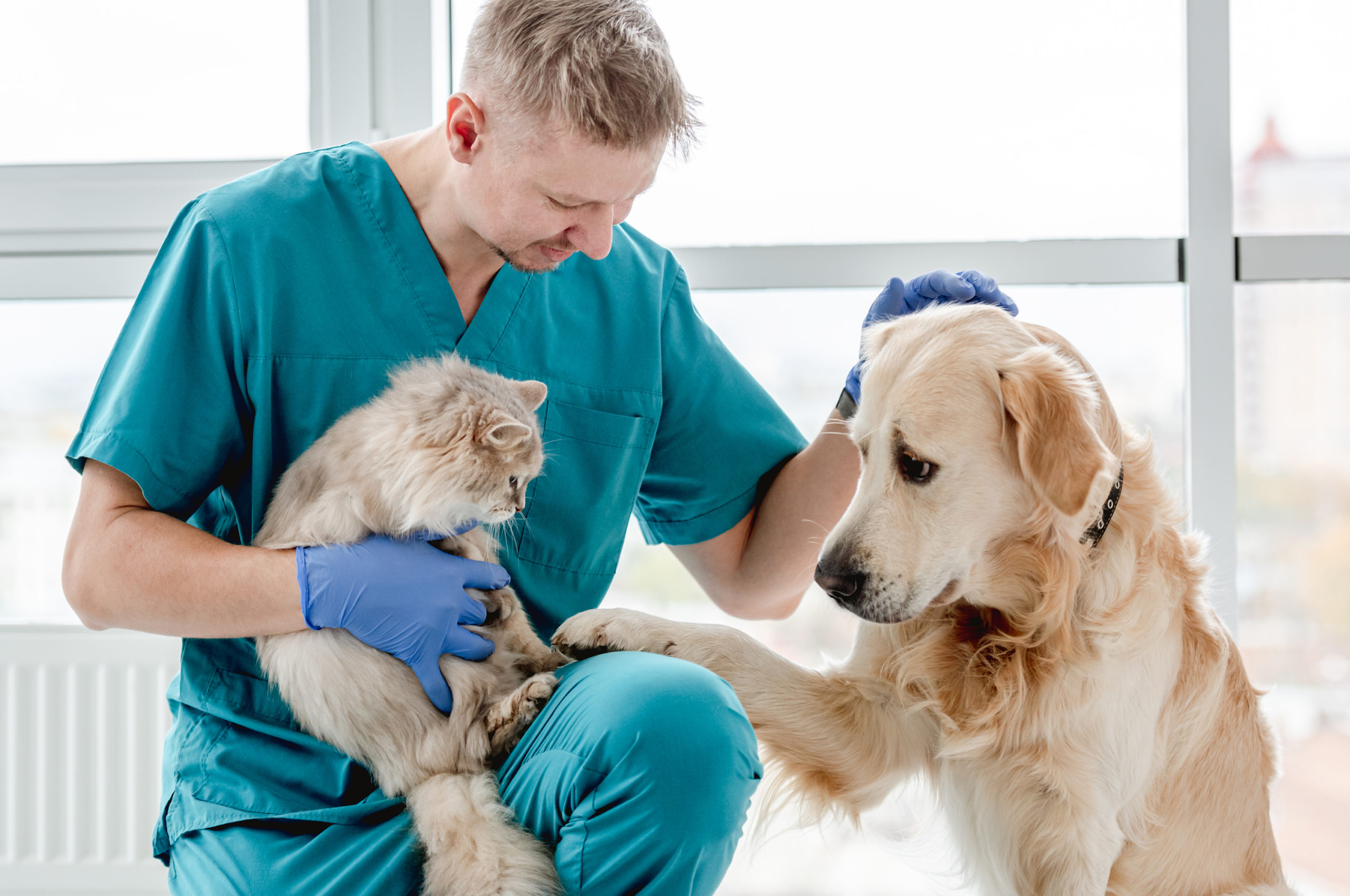 Digital Client Engagement at Your Vet Practice | ER Express
