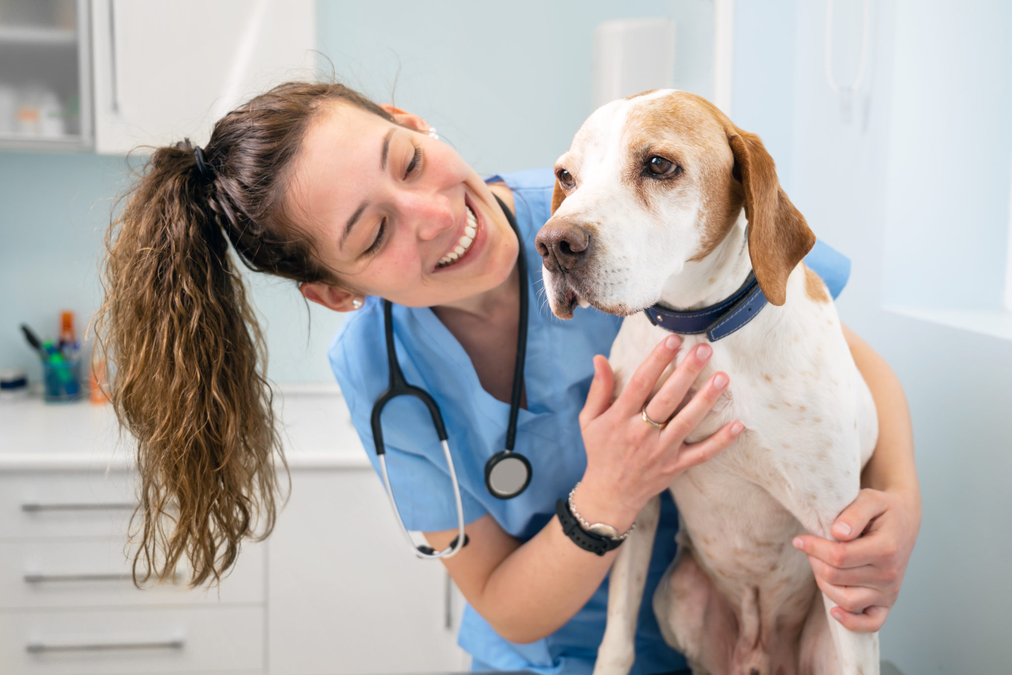 Benefits of Cloud-Based Veterinary Software - ER Express