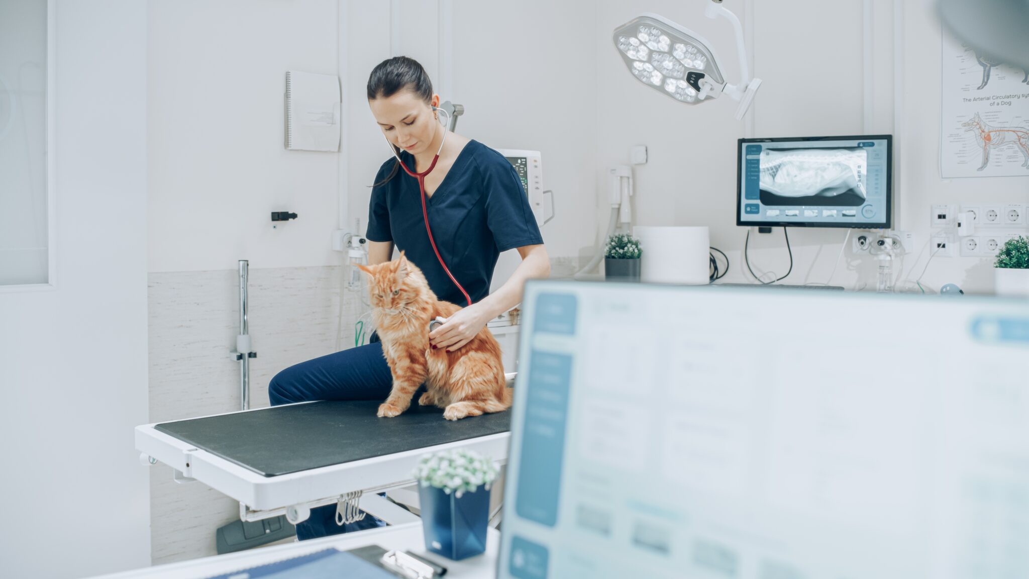 Best Veterinary Tools for Emergencies | ER Express